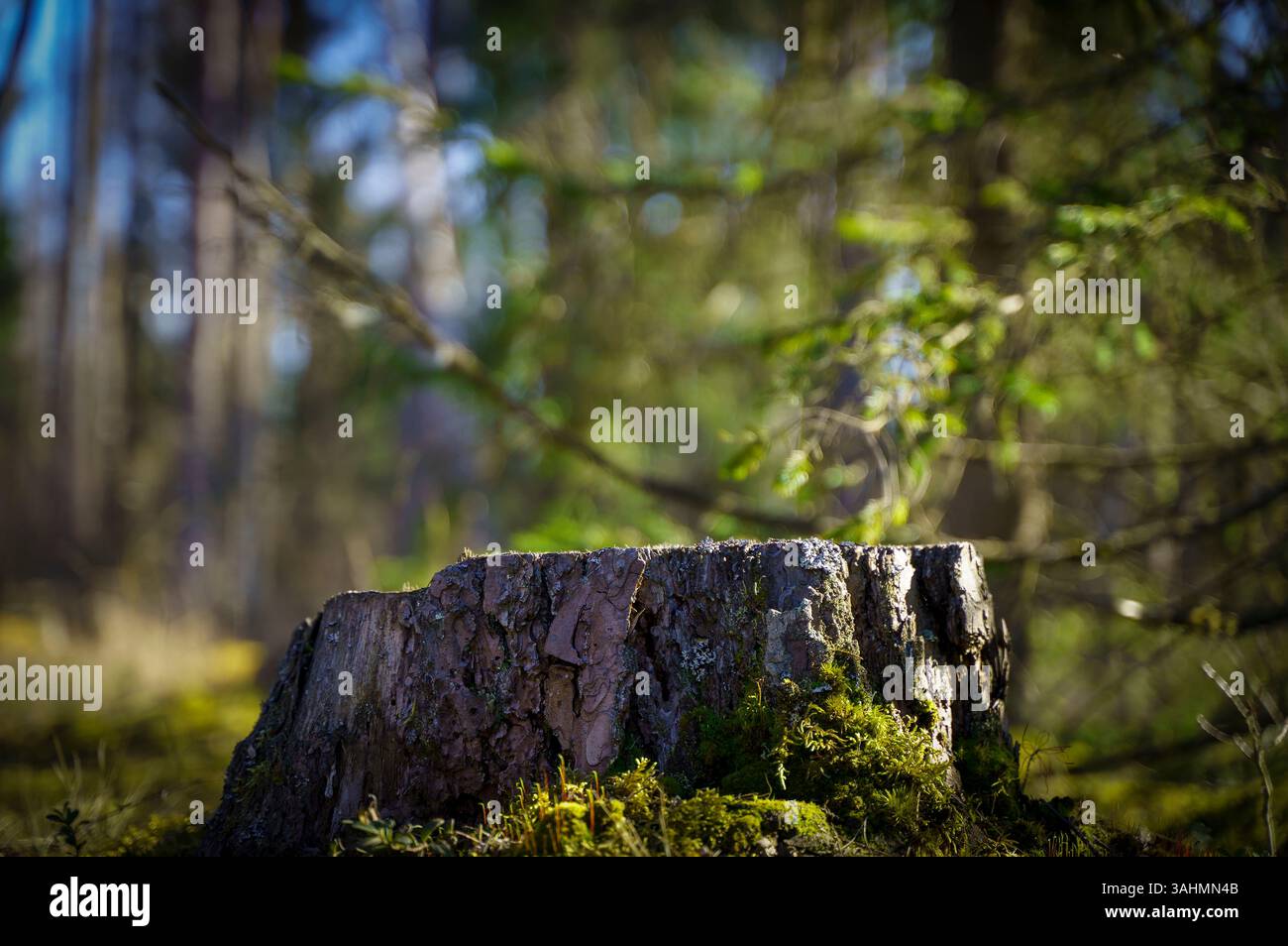 Table wood stomp podium in nature forest background. Place for Product ...