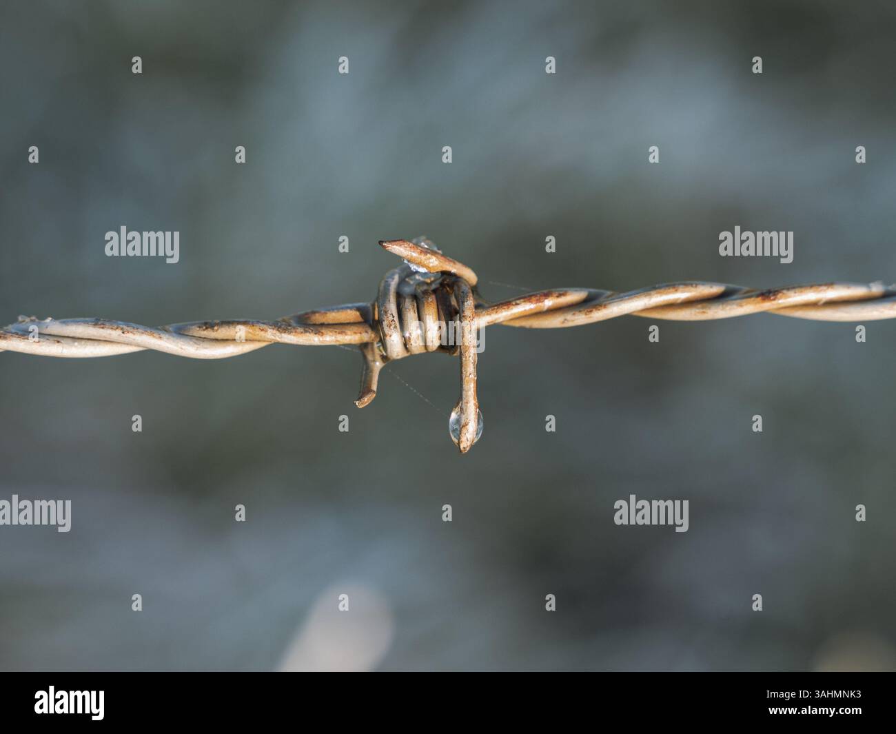This is a detailed closeup view of a barbed wire fence, showcasing an ...
