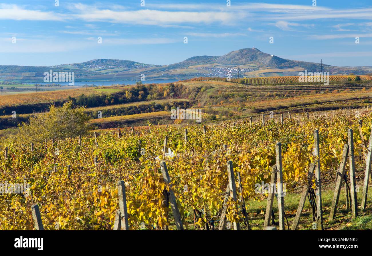 vineyard, autumn in the vineyard, yellow coloured vine plants, Pavlov ...