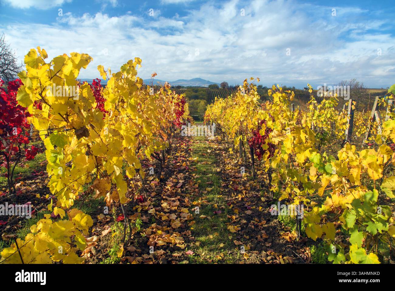 vineyard, autumn in the vineyard, yellow coloured vine plants, Pavlov ...