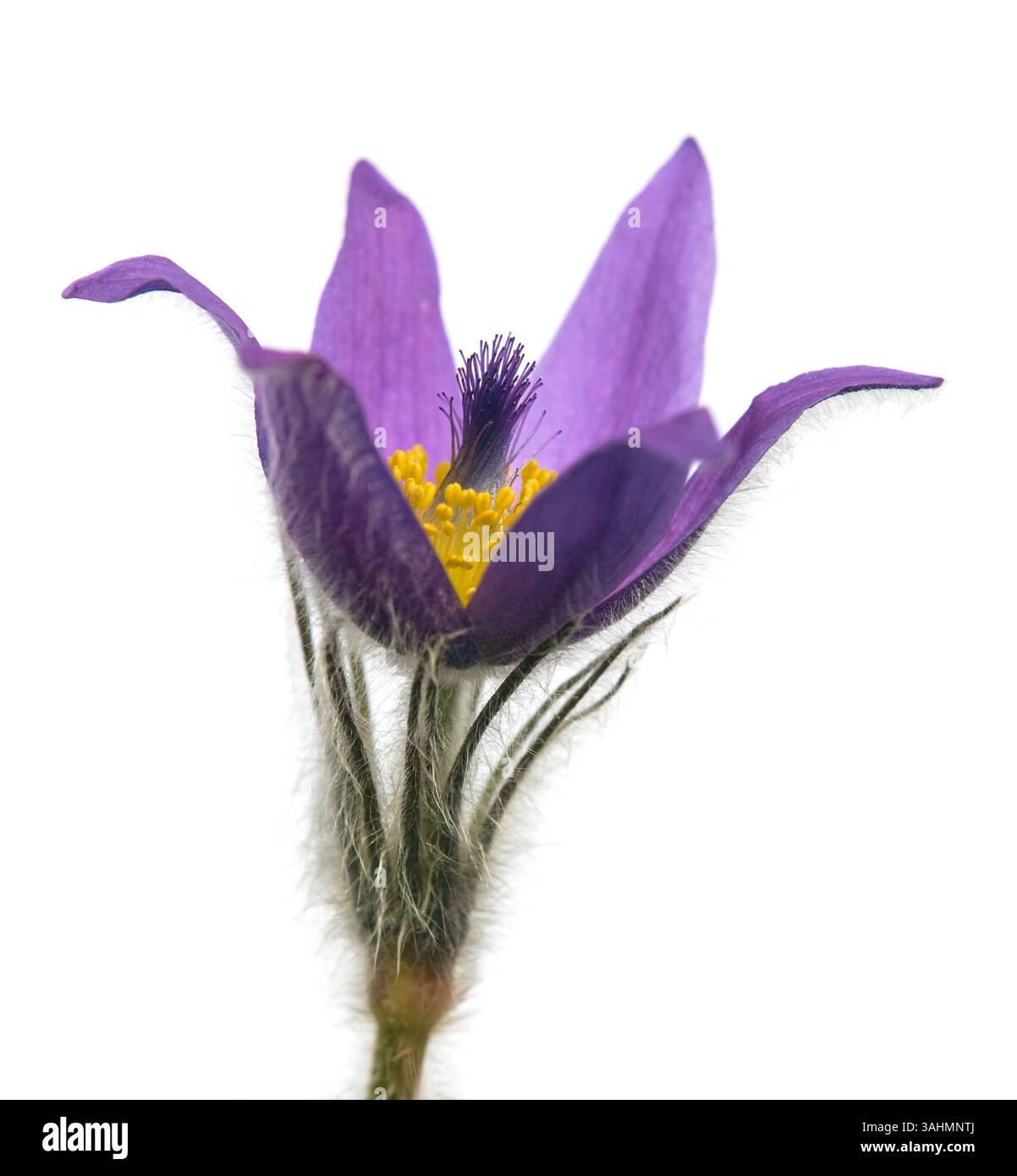 Pasqueflower isolated on white background. Beautiful blue flower of ...