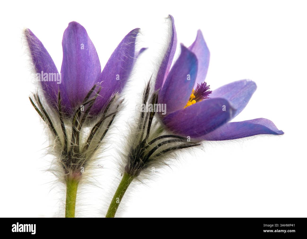 Two Pasqueflowers isolated on white background. Beautiful blue flower ...