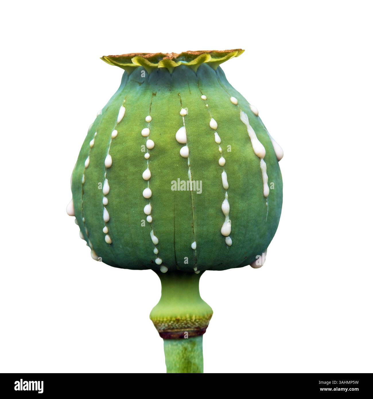 Detail of opium poppy head, in latin papaver somniferum, immature poppy ...