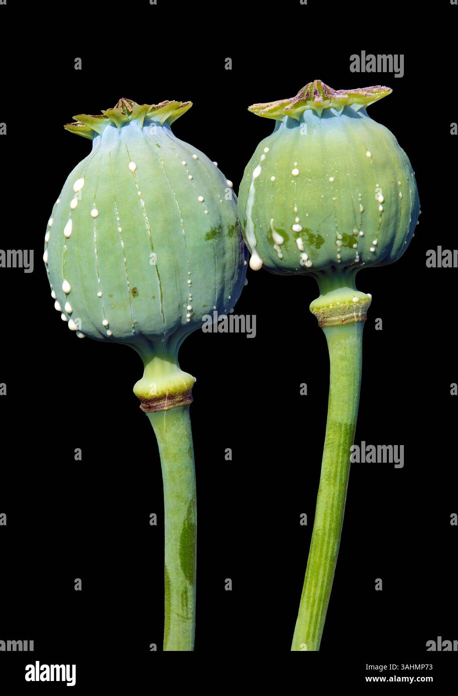 Detail of opium poppy heads, in latin papaver somniferum, immature ...