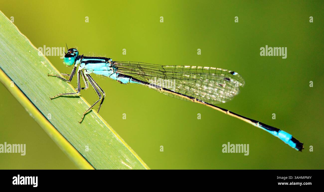 Blue dragonfly Enallagma cyathigerum, common blue damselfly, common ...