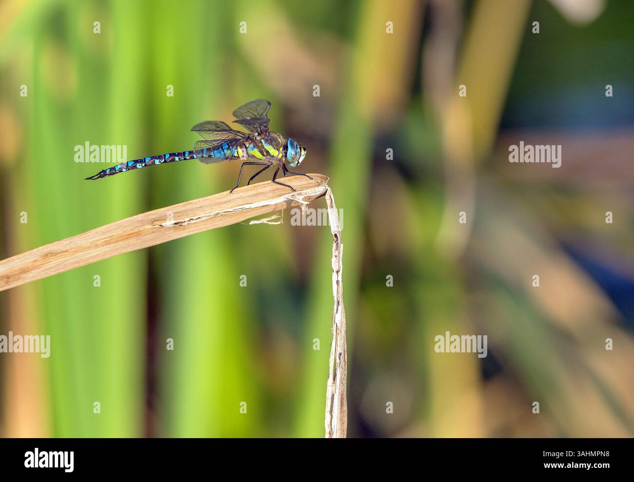 Migrant hawker dragonfly in latin Aeshna mixta is dragonfly blue brown ...
