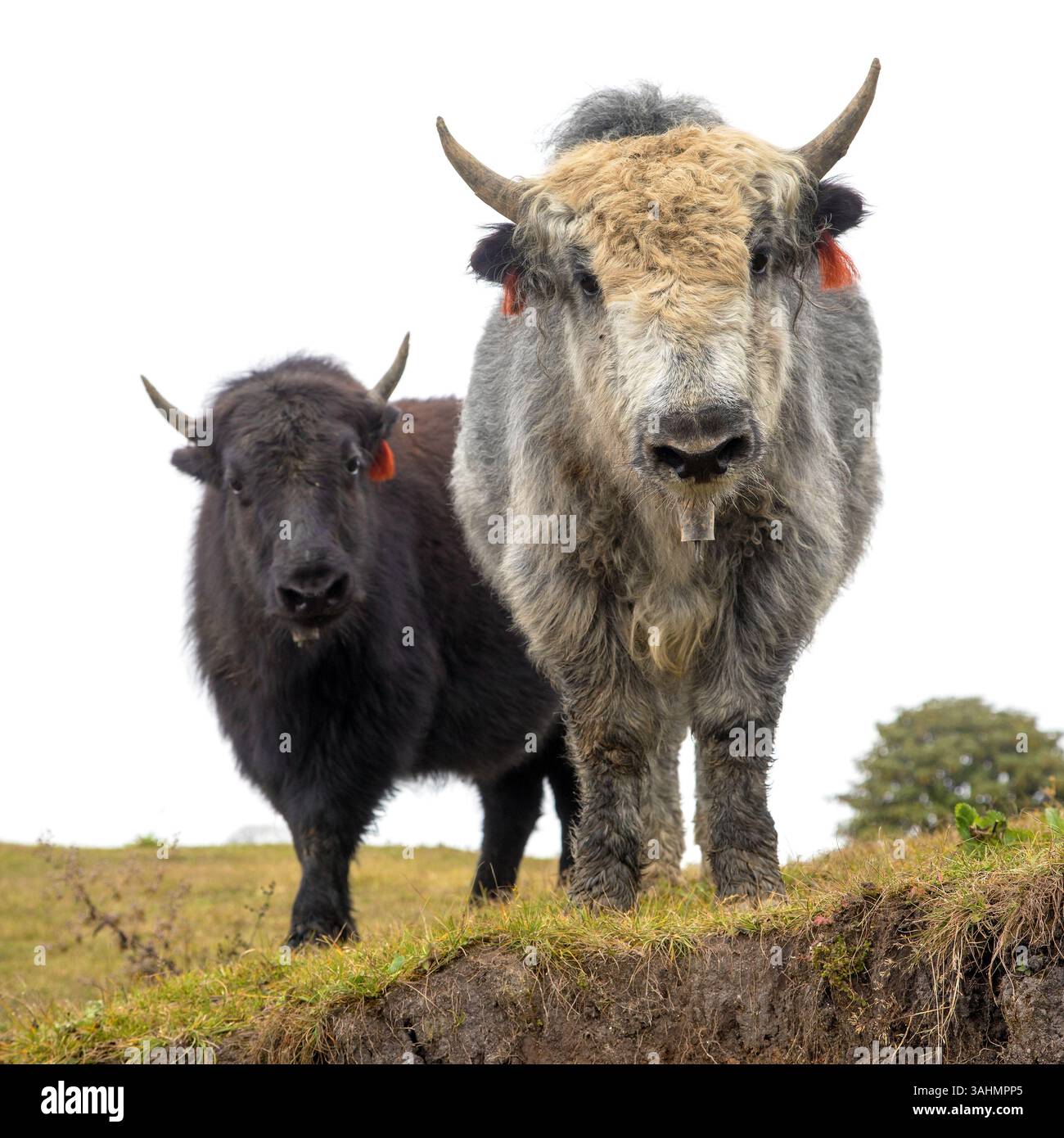 White yak hair hi-res stock photography and images - Alamy