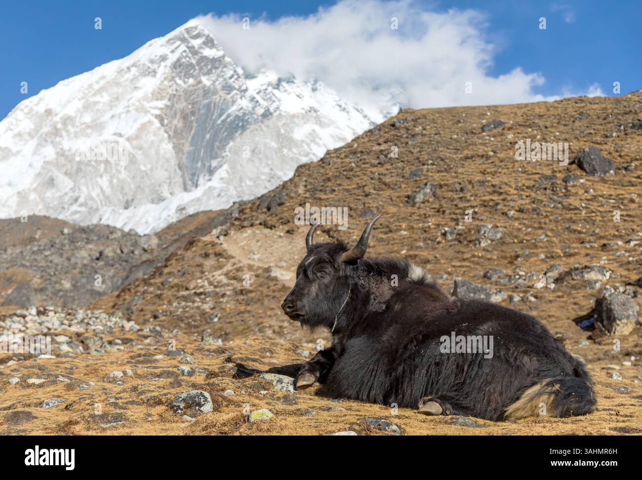 Black yak or dzo with beautiful mount on background, Nepal Himalayas ...
