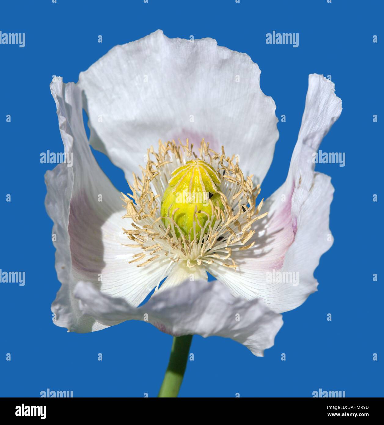 Detail of flowering poppy or opium poppy in Latin papaver somniferum ...