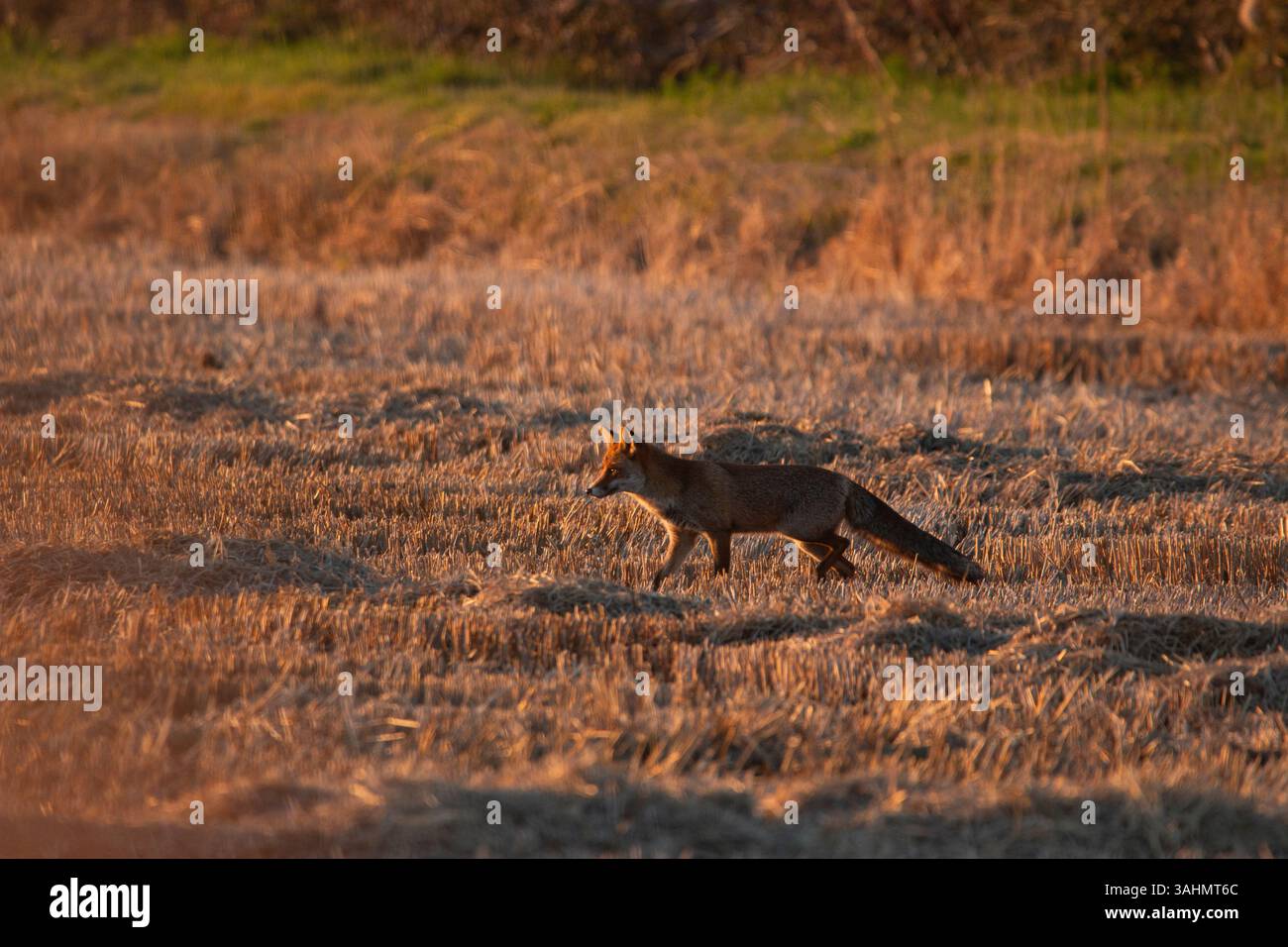 Natural fox behavior hi-res stock photography and images - Alamy