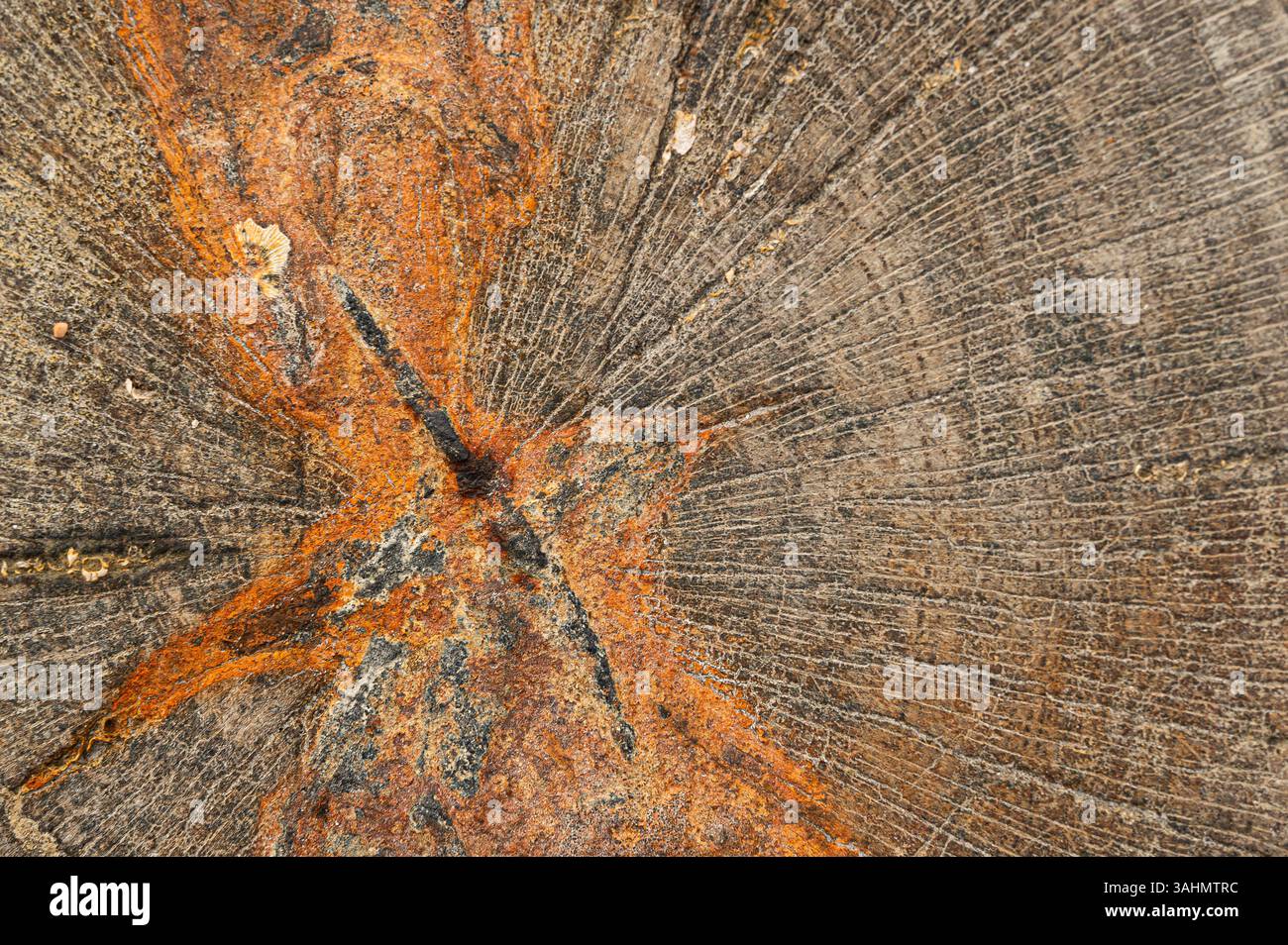 A detailed closeup photograph of a tree stump, highlighting the ...