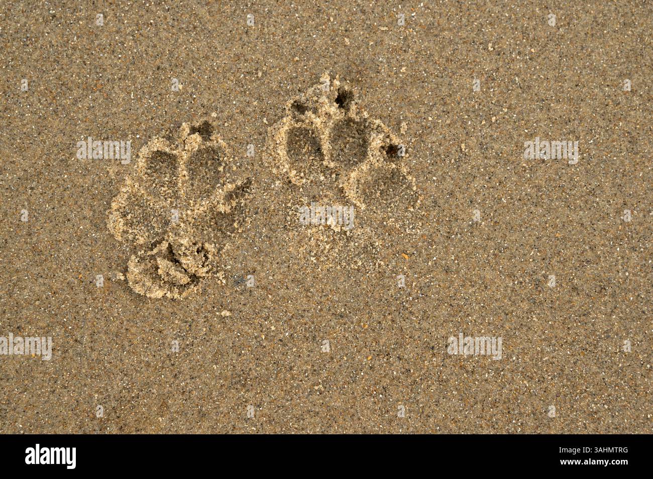 Discover the enchanting beauty of cute paw prints left in warm sand ...
