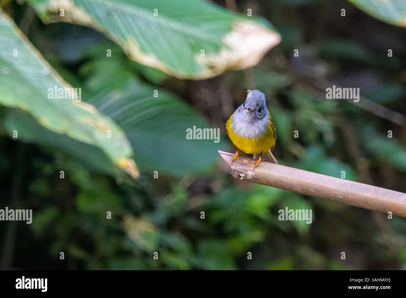 grey-headed canary-flycatcher or Culicicapa ceylonensis Karimganj ...
