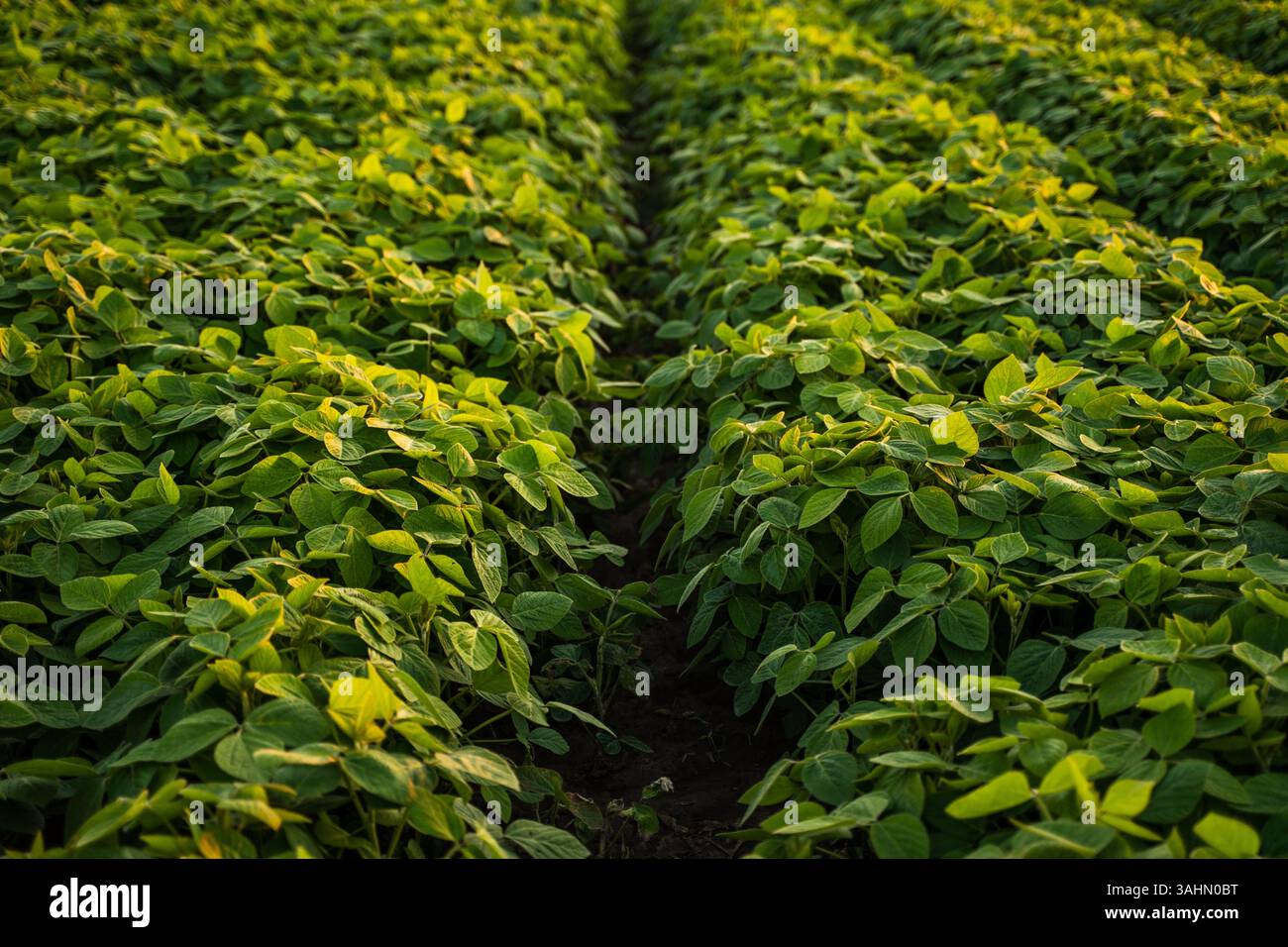 Soybean plants growing in row in cultivated field. Green soy bean crop ...