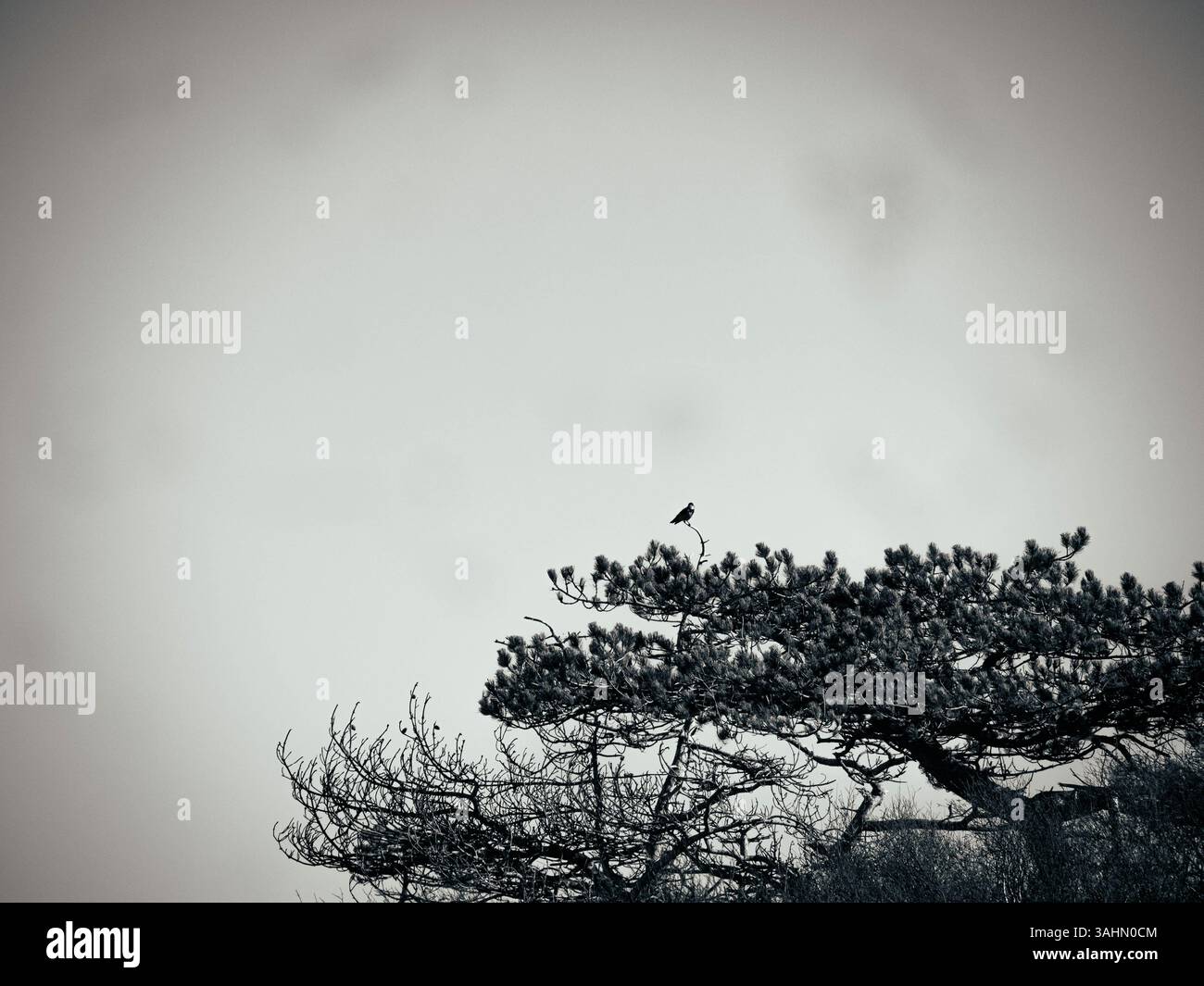 A bird perched on a branch at Kullaberg in Sweden, surrounded by the ...