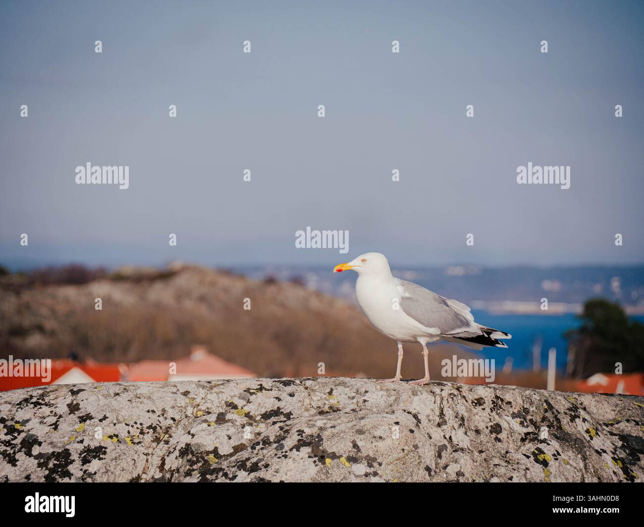 A serene coastal scene in the Gothenburg archipelago, featuring a lone ...