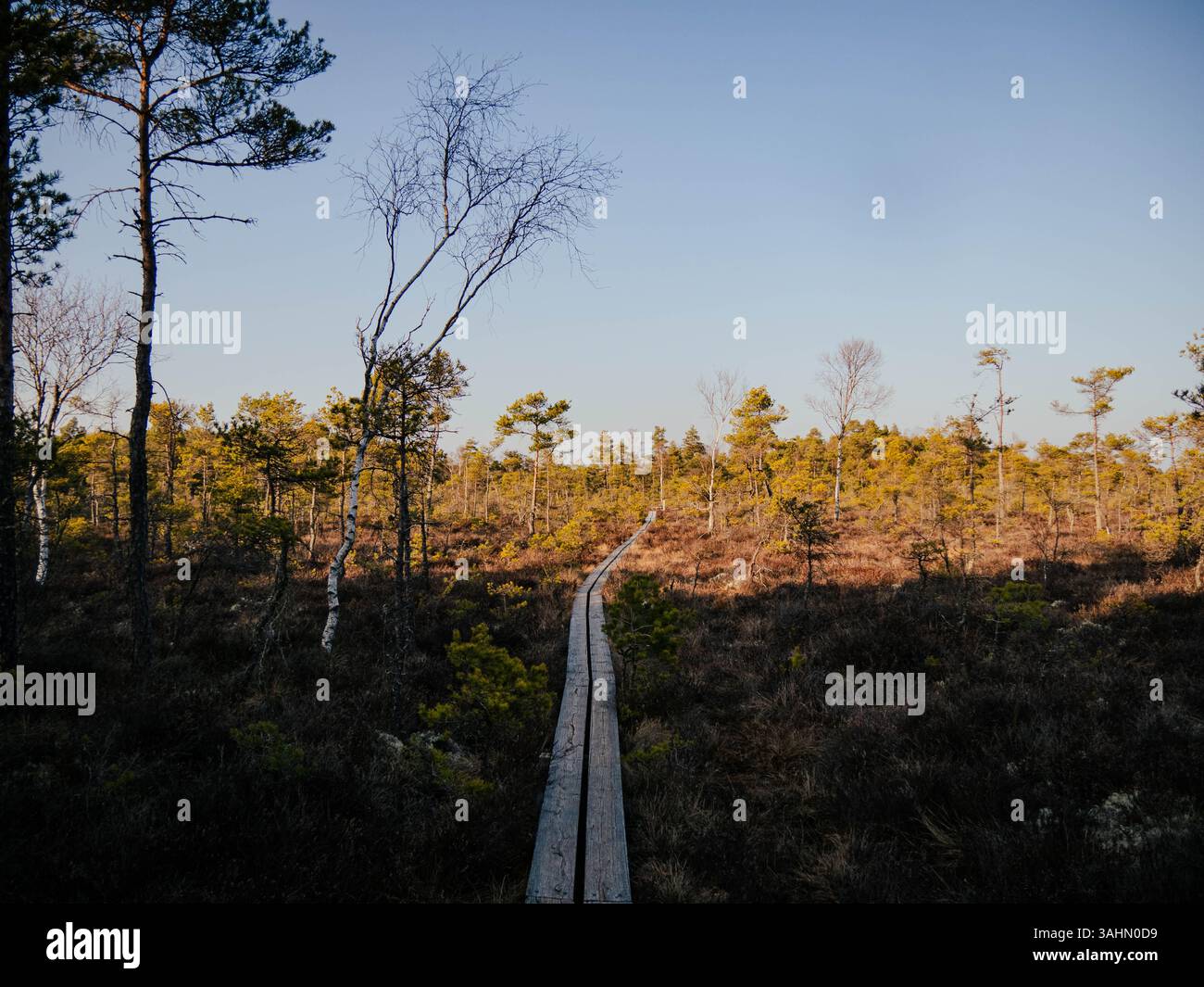 A peaceful wooden trail meandering through the lush, moss-covered ...