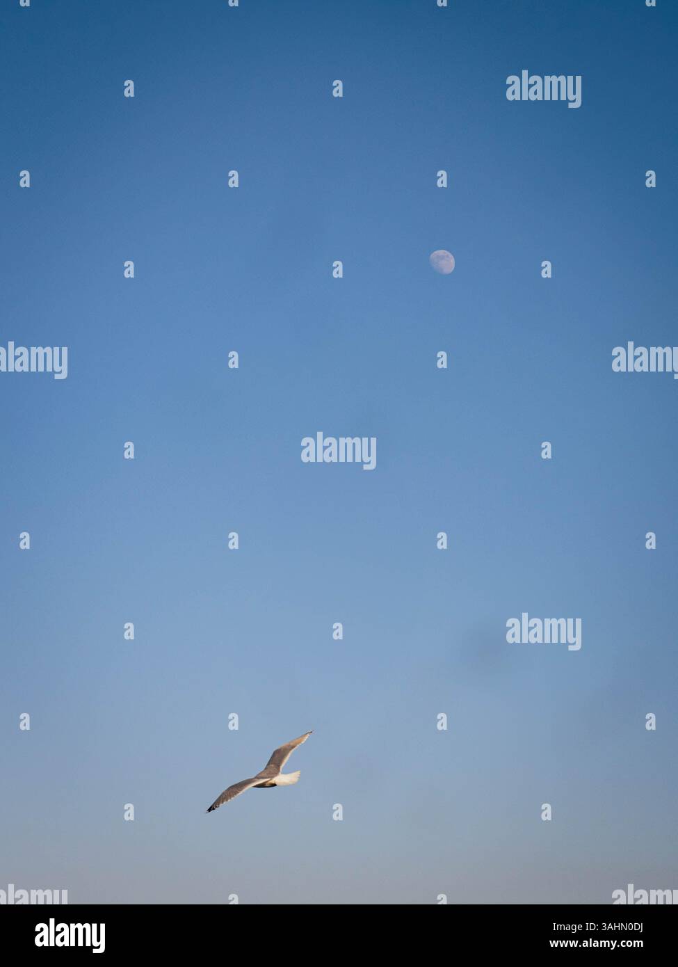 A lone seagull soars gracefully across the clear blue sky, its wings ...