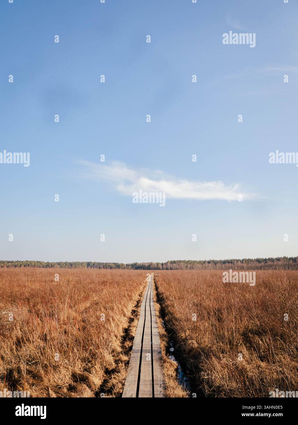 A peaceful wooden trail meandering through the lush, moss-covered ...