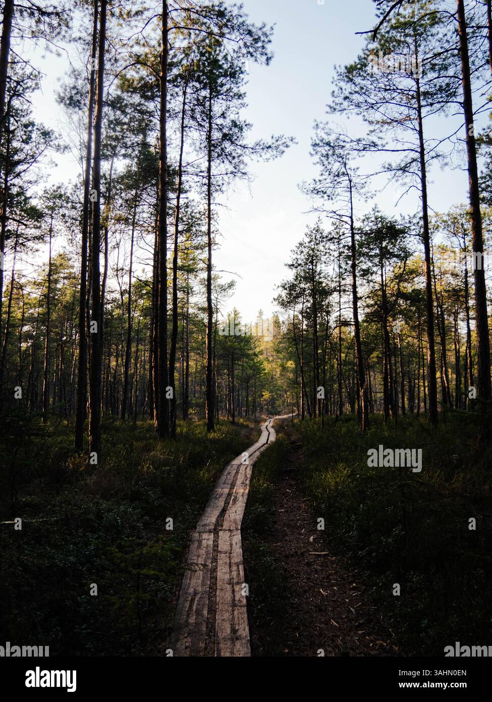 A peaceful wooden trail meandering through the lush, moss-covered ...