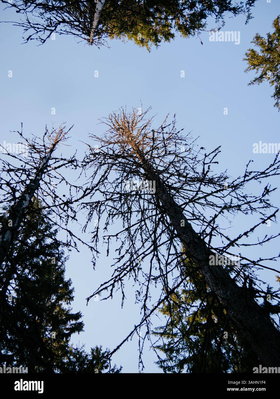 A breathtaking view looking up at towering evergreen trees against a ...