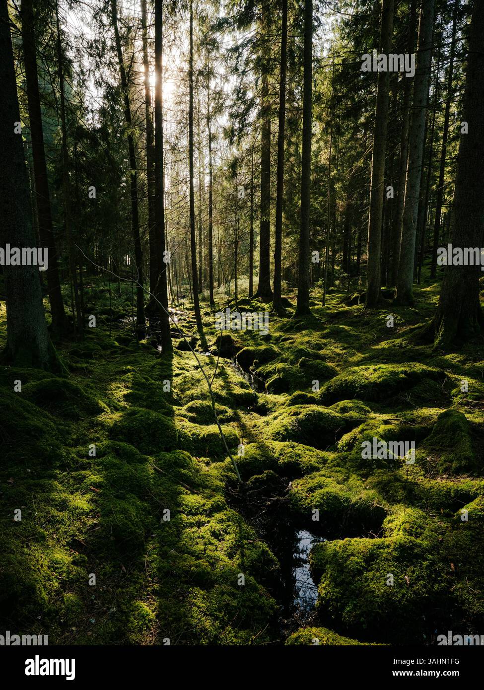 In this serene forest scene, sunlight gently streams through tall trees, casting light onto a ...