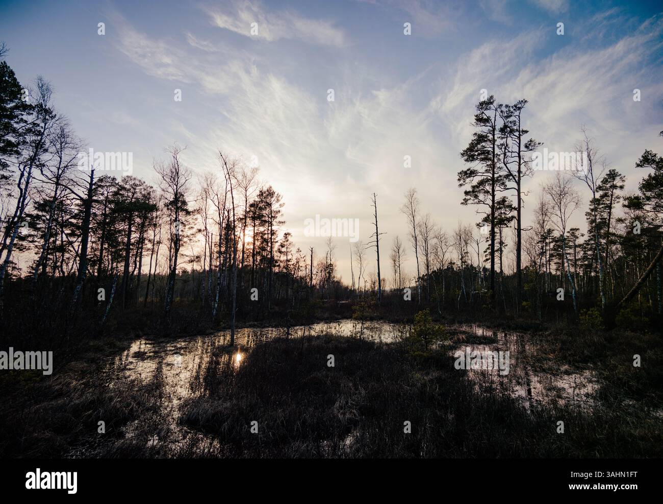 A serene forest scene at Store Mosse National Park in Sweden, where ...