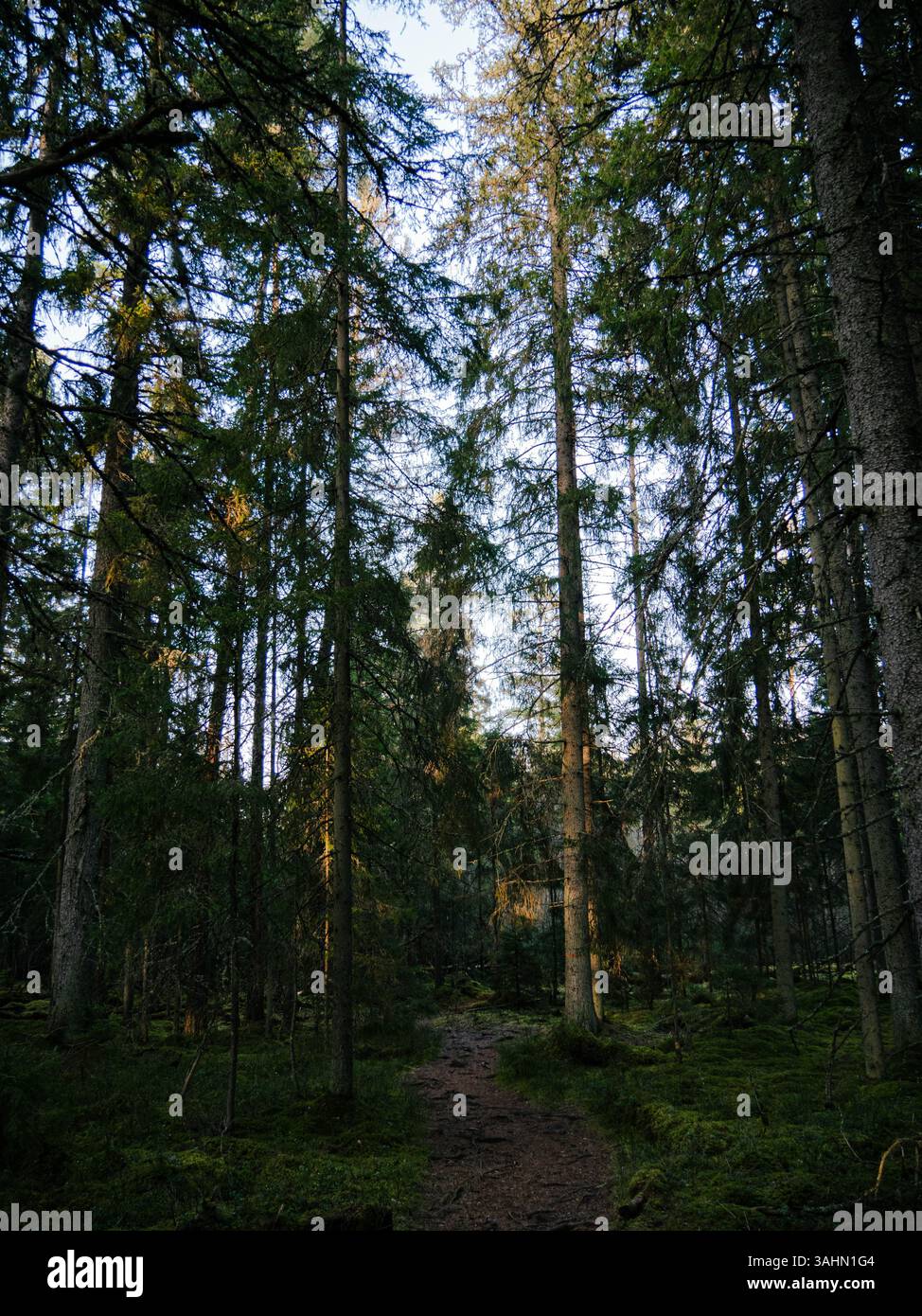 A serene forest path at Store Mosse National Park in Sweden, surrounded by tall, lush trees ...