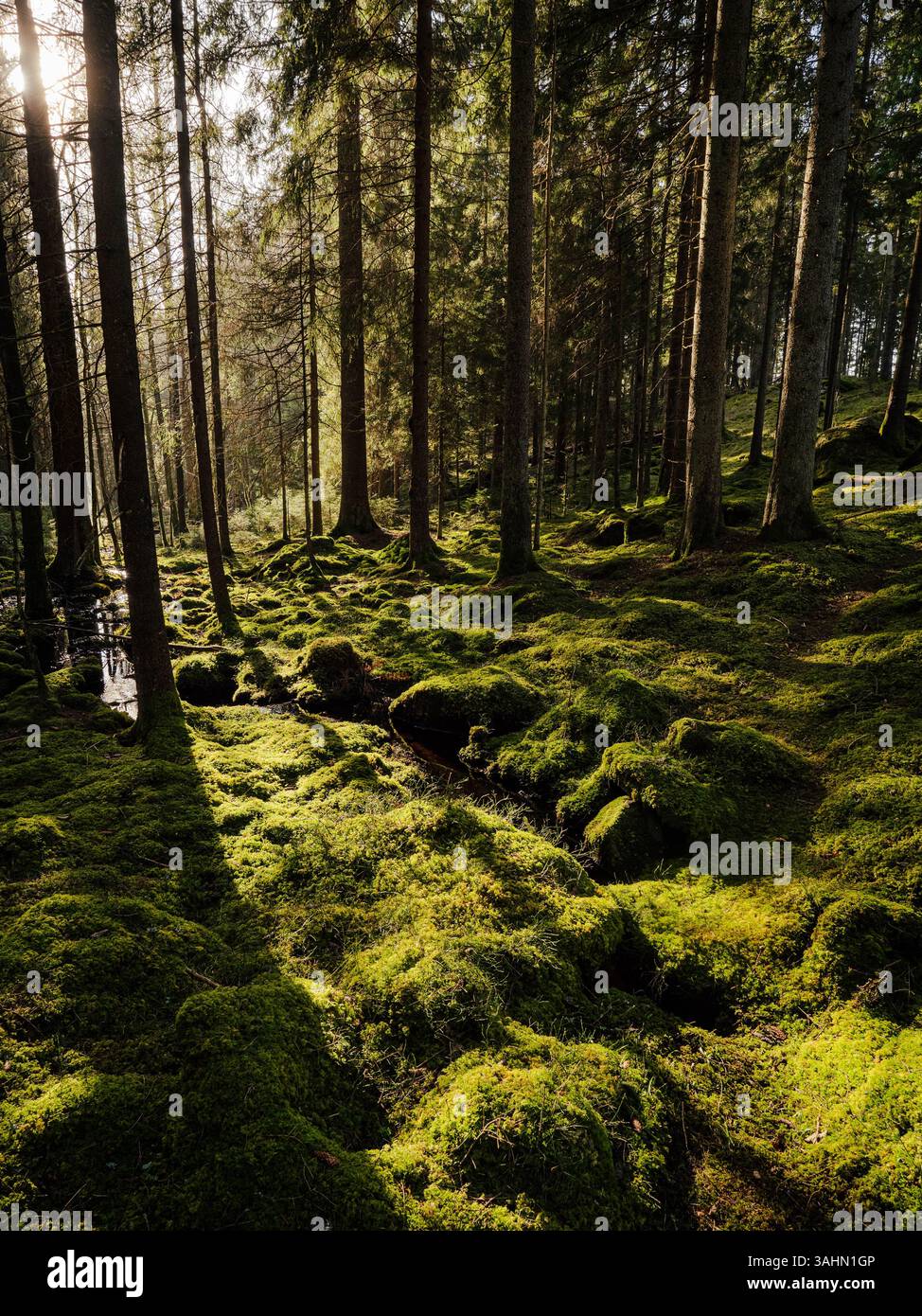 In this serene forest scene, sunlight gently streams through tall trees, casting light onto a ...