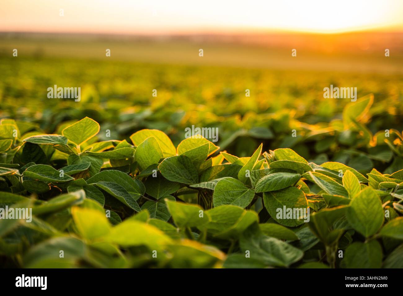 Soybean plants leaves growing on cultivated agricultural field at ...