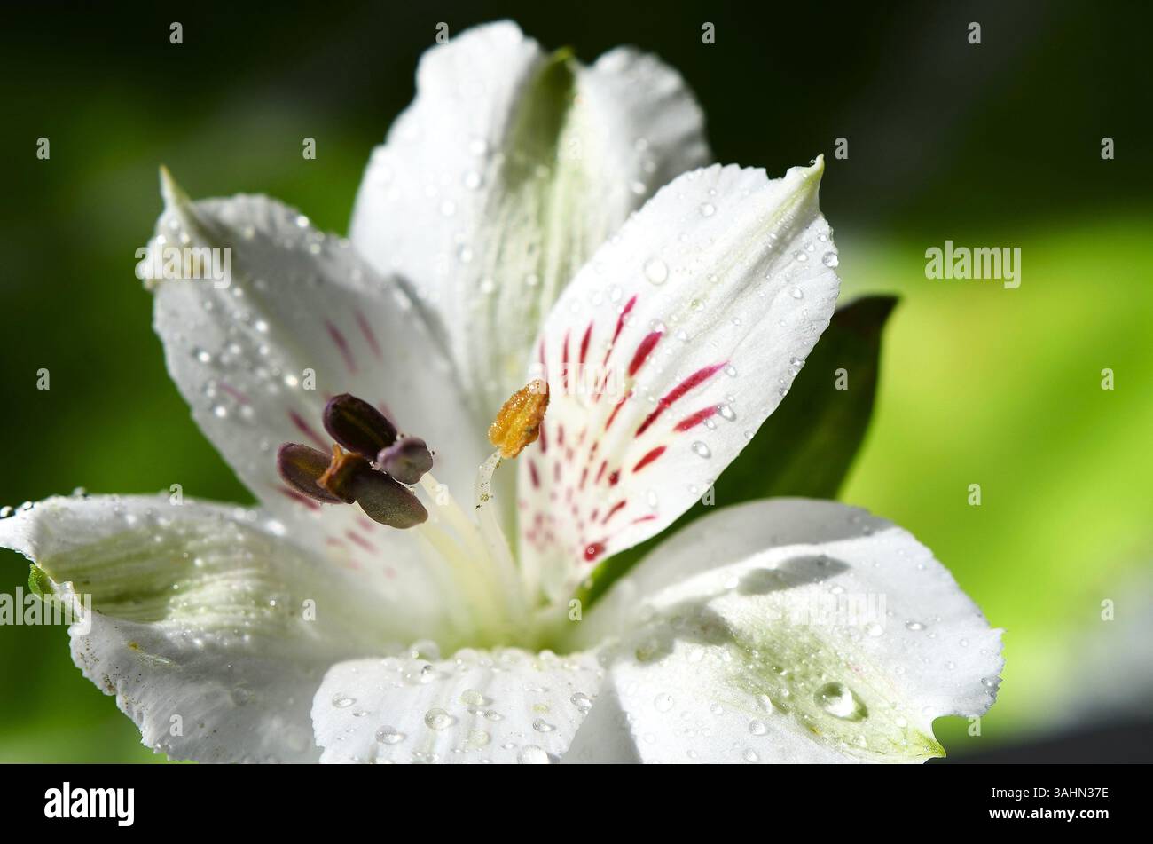 Close-up of Beatuiful White Astromelia,Alstroemeria Stock Photo - Alamy