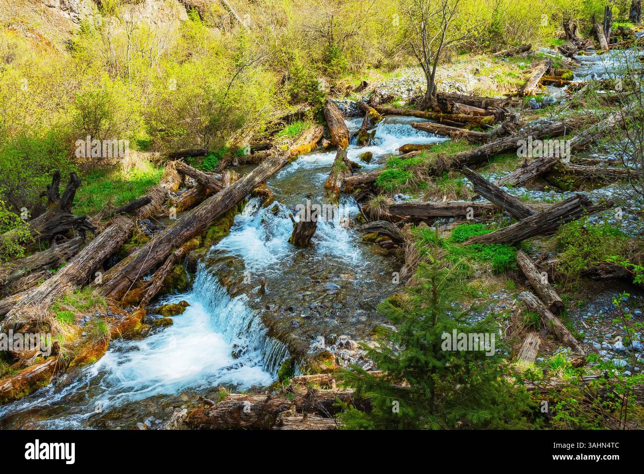 old tree fallen into the river. trunk of old spruce rotting in water ...