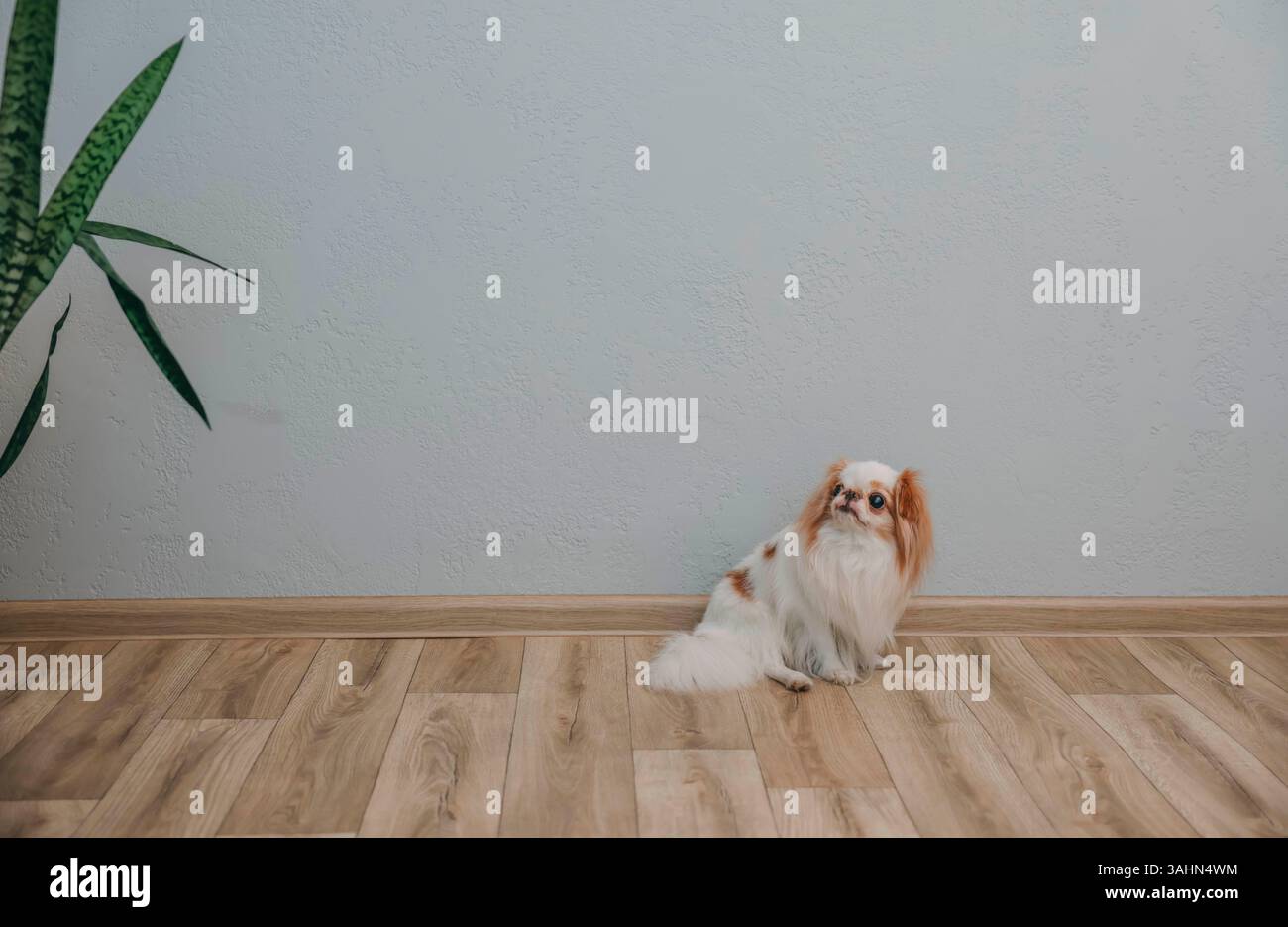 japanese chin dog sitting and looking up in a minimalist home ...