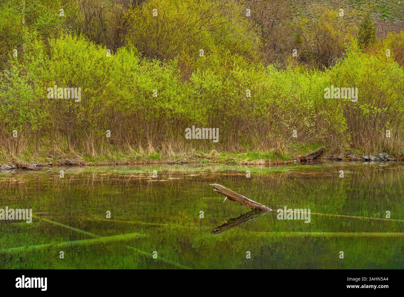 old tree fallen into the river. trunk of old spruce rotting in water ...