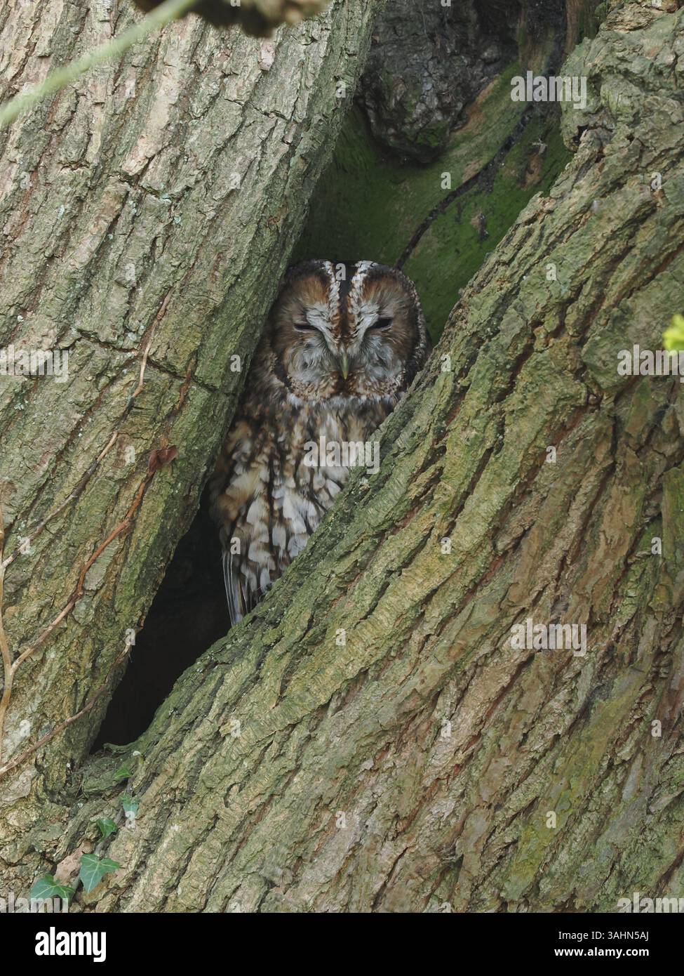 Tawny owl at roost Stock Photo - Alamy