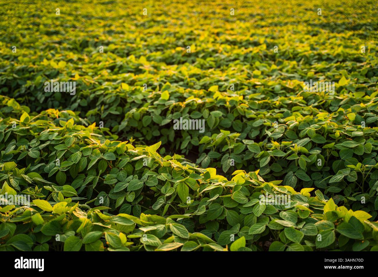 Vibrant soybean plants leaves growing on cultivated agricultural field ...