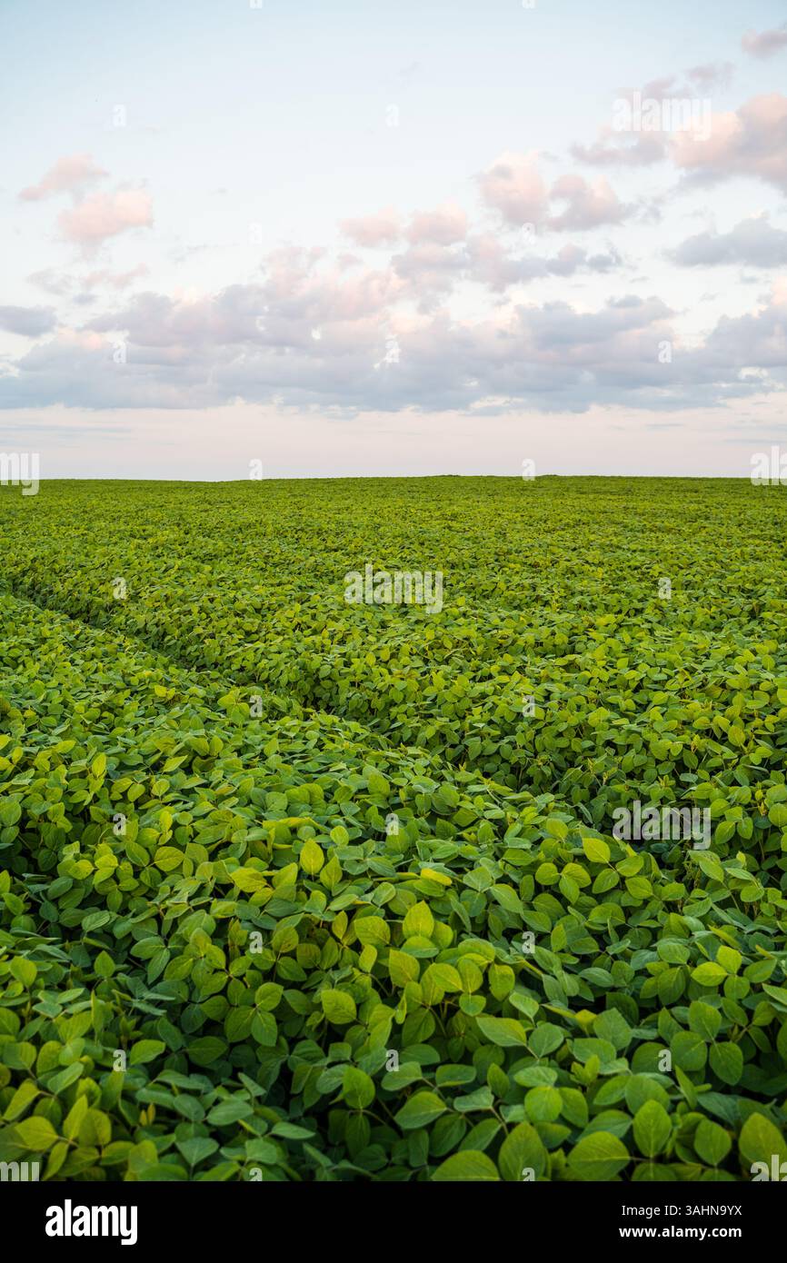 Soybean growing on a cultivated field. Green soy bean crop plants at ...
