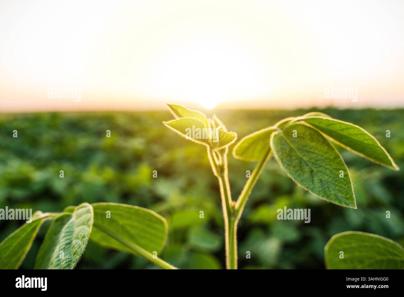 Soybean leaves close up on a sunset field. Green soy bean crop plants ...