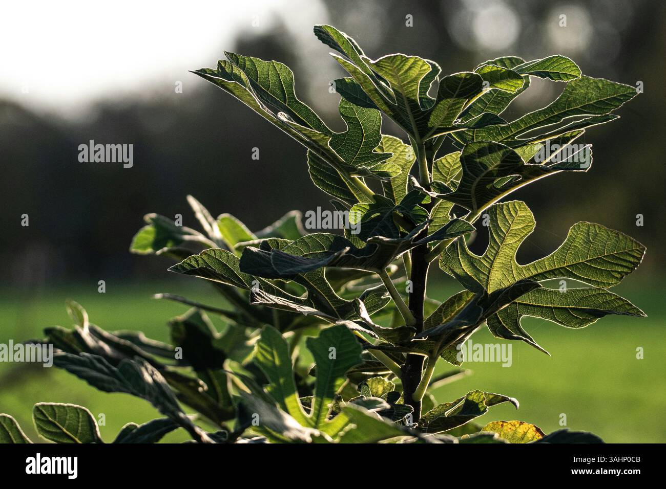 Botanicaltree hi-res stock photography and images - Alamy