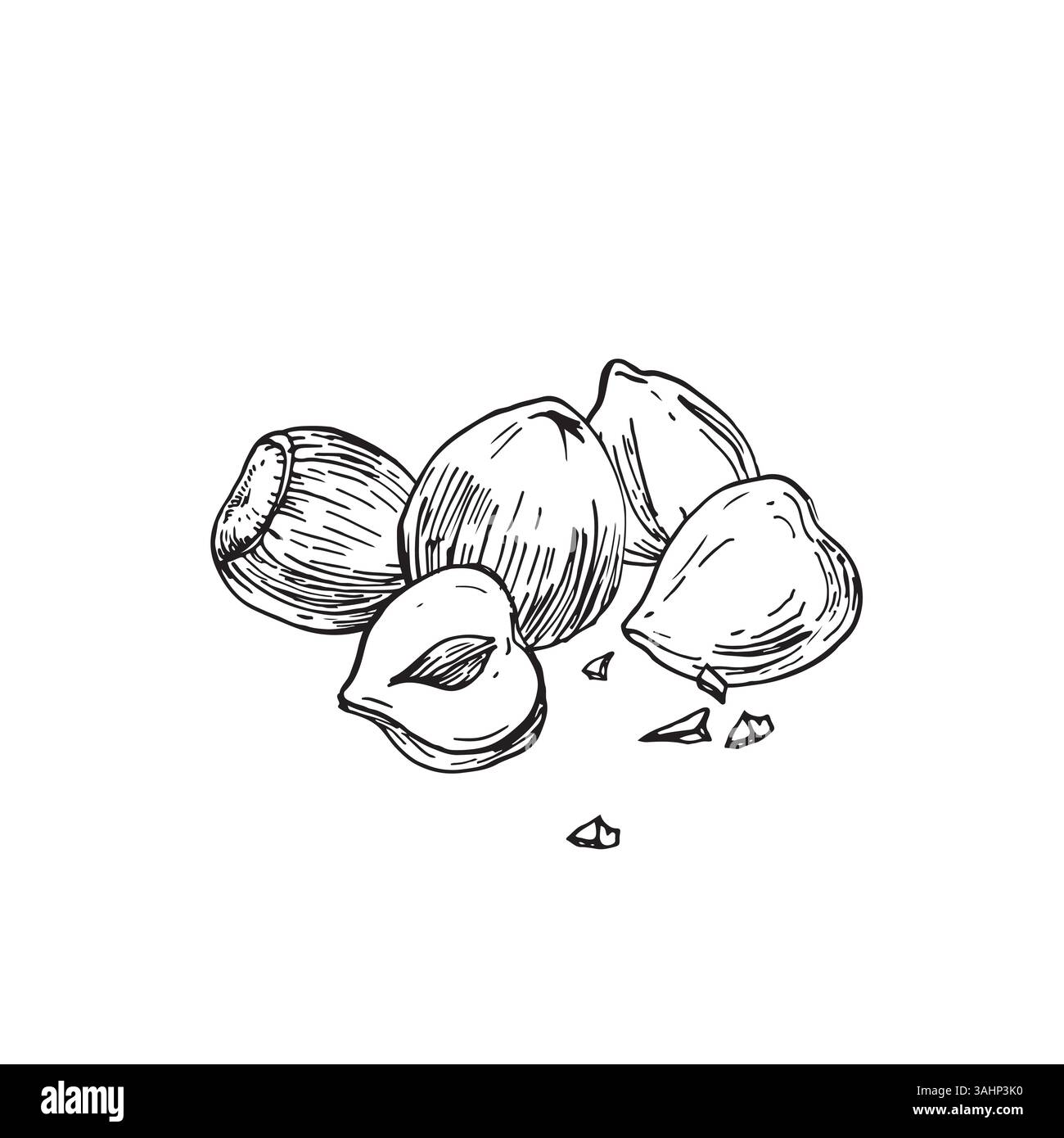 Hazelnuts hand drawn ink vector illustration. Whole and cut hazelnut ...