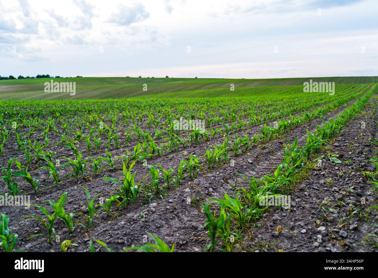 Sprouts of young corn plants in a agricultural field against sky ...