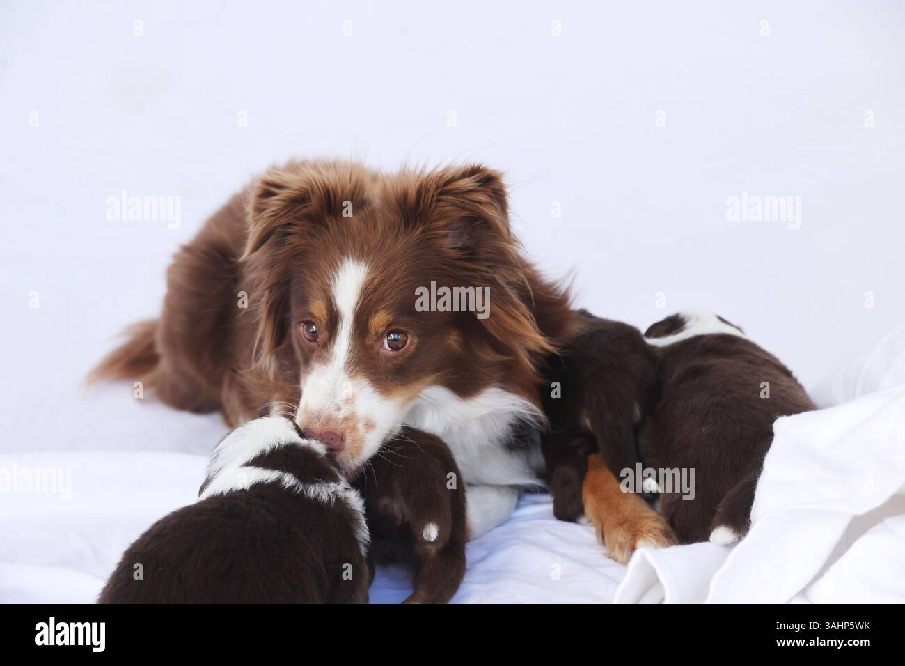 A brown and white dog is laying on a bed with two other dogs Stock ...