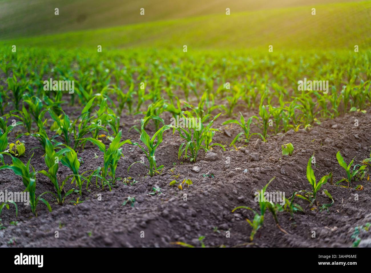 Sprouts of young corn in a field with a sun ray lens flare. A spring ...