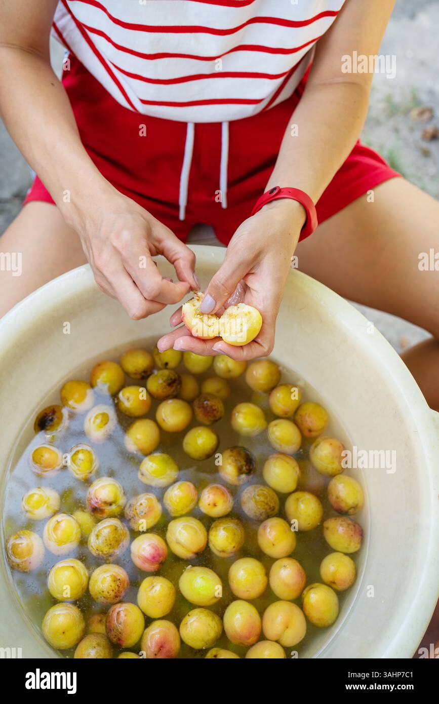 A woman carefully prepares ripe yellow plums for preserving, pitting ...