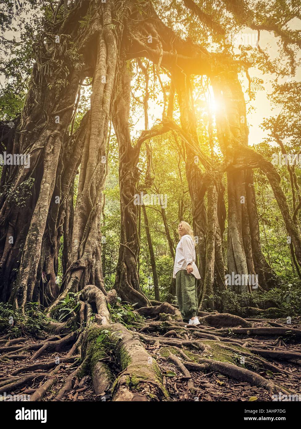 Woman near Giant Fig Tree in Bali Botanic Garden at sunny day in ...