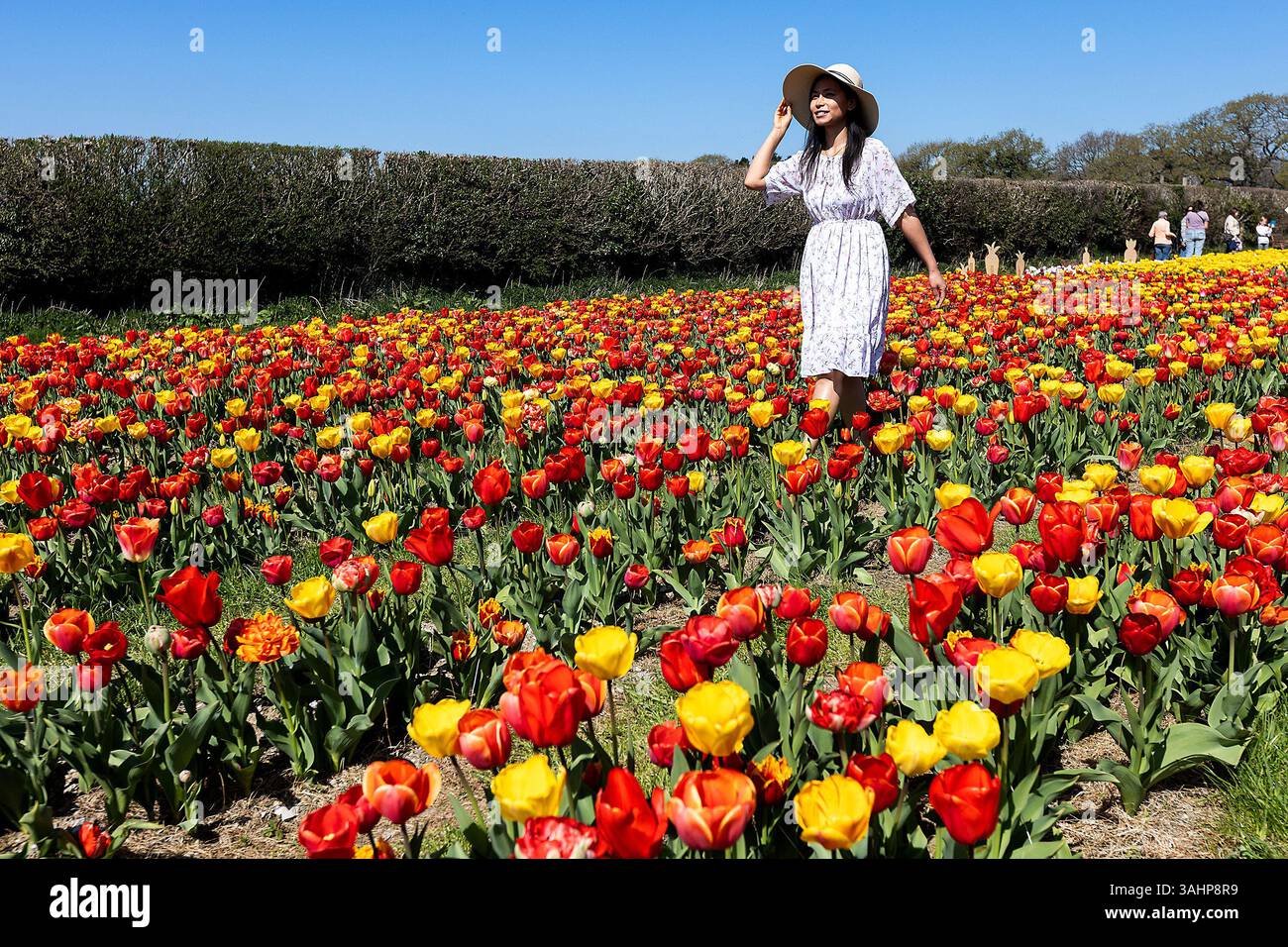 Pic by Mark Passmore. 10/04/2025. 250,000 Tulips brighten up the ...