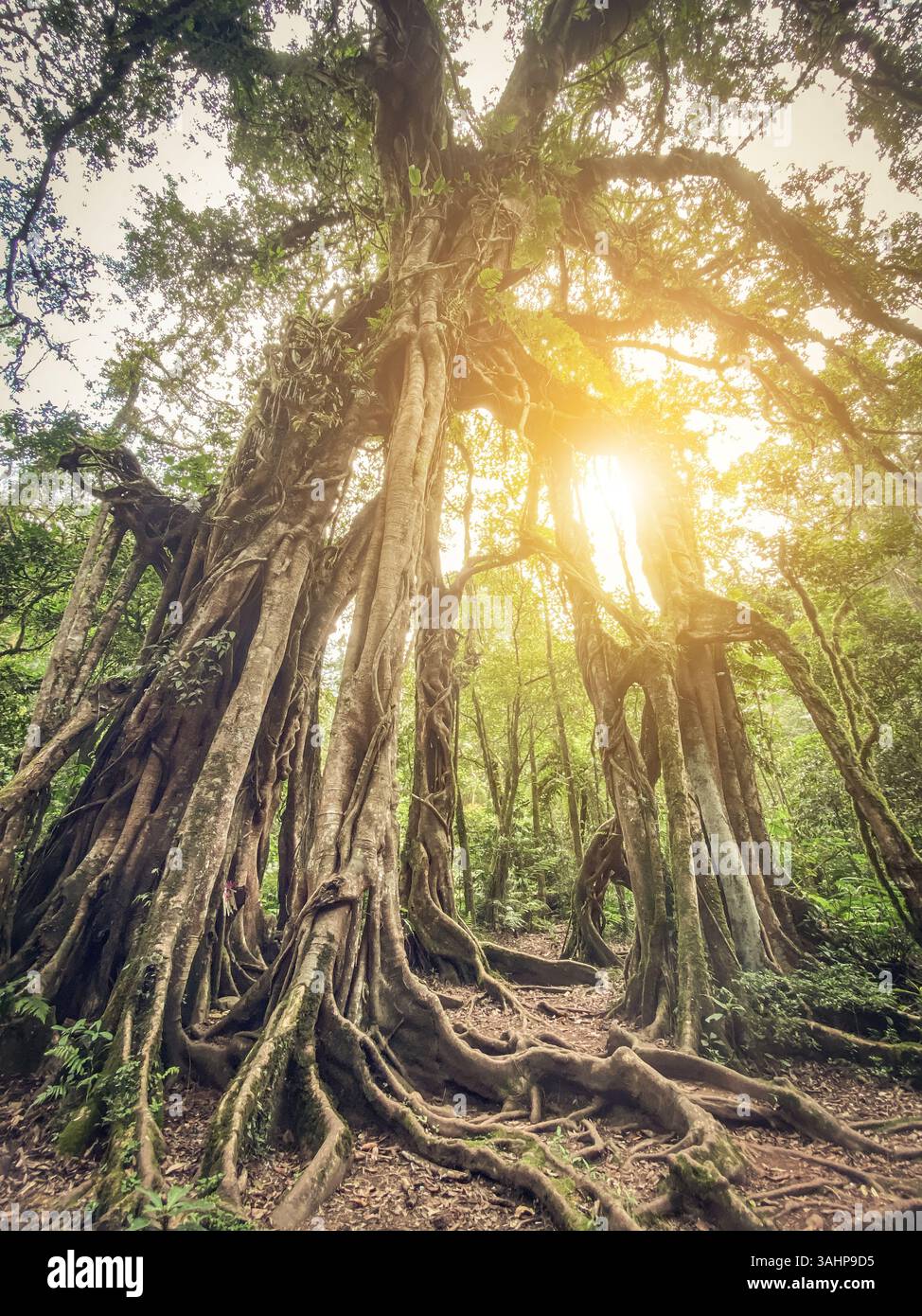 Giant Fig Tree in Bali Botanic Garden at sunny day in Bedugul Stock ...