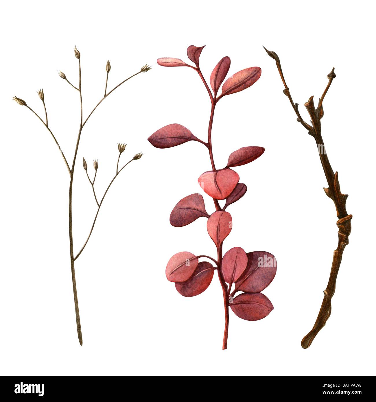 Autumn branches. Watercolor hand-painted set of different types of ...