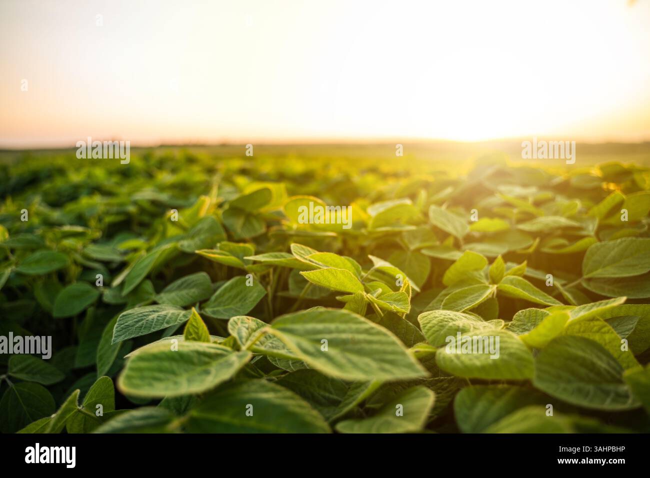 Close up soybean plants leaves growing on cultivated agricultural field ...
