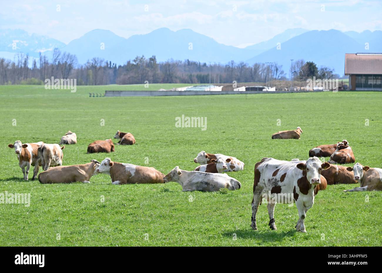 Bad Aibling, Germany. 10th Apr, 2025. Cattle lying in a meadow near Bad ...